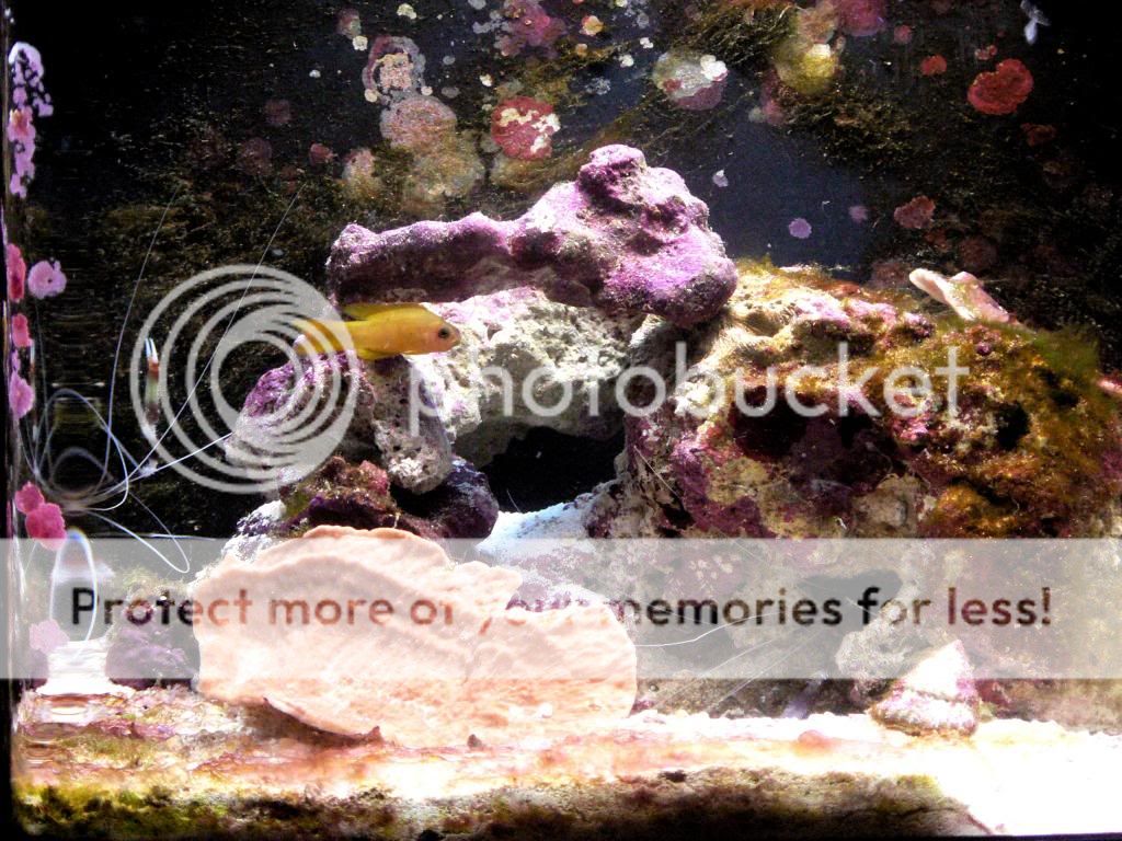 Gold Assessor Basslet - Reef Central Online Community